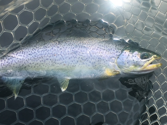 Tips and Tricks: Chum Fry Hatch - All-Waters Fly Fishing