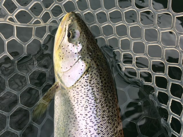 Perfecting Performance: The Perfect Set Up For Chum Fry